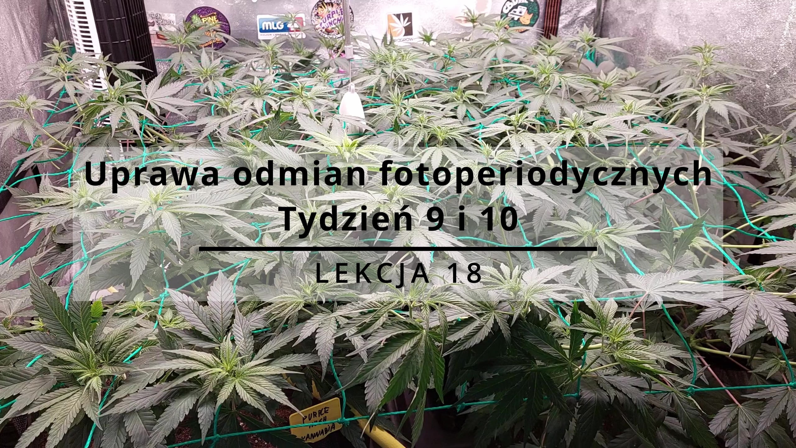 Lekcja 18 - Tydzień 9 i 10 - fotoperiody | Szkoła Zioła